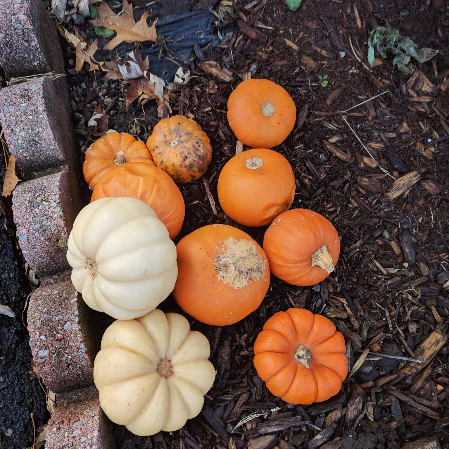 The Best Fall Window Box Ideas Mama And More the-best-fall-window-box-ideas-mama-and-more